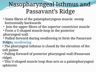Pharynx seminar anatomy mbbs first year anatomy | PPTX