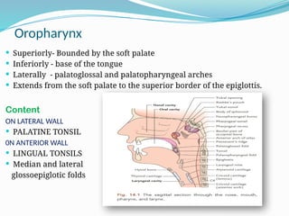 Pharynx seminar anatomy mbbs first year anatomy | PPTX