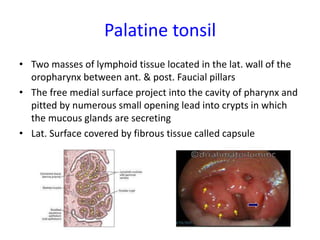 pharynx & adenoid.pptx..................... | PPTX