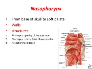 pharynx & adenoid.pptx..................... | PPTX