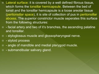 Pharynx and palate | PPTX