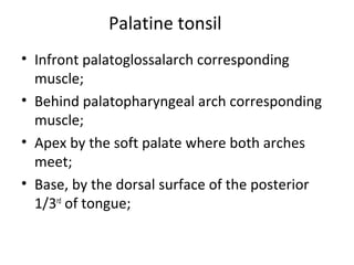 Edwards anatomy of Pharynx | PPT
