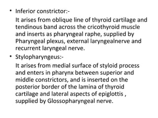 Edwards anatomy of Pharynx | PPT