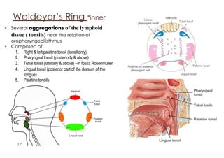 Pharynx by mehr | PPTX