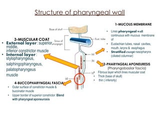 Pharynx by mehr | PPTX