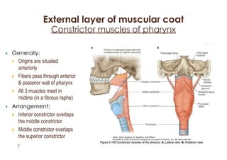 Pharynx by mehr | PPT