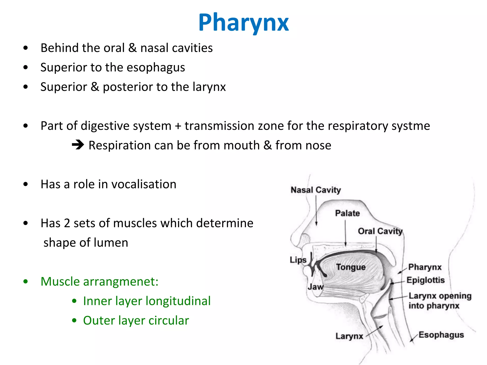 Pharynx Dr. Aylin Aktar.pdf