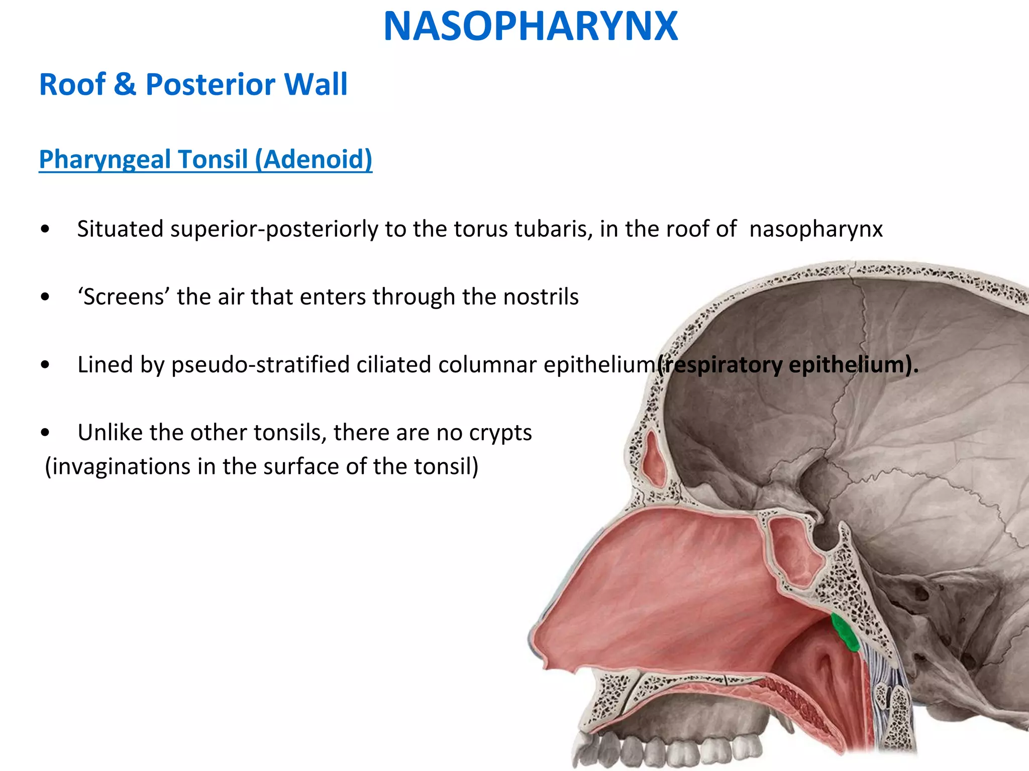 Pharynx Dr. Aylin Aktar.pdf