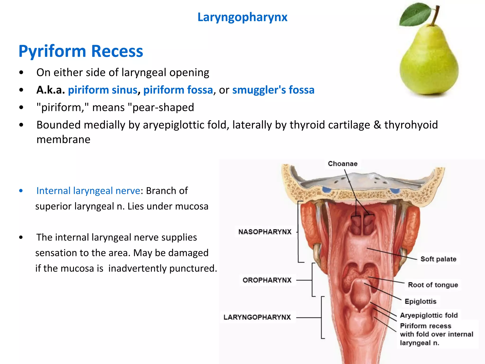 Pharynx Dr. Aylin Aktar.pdf