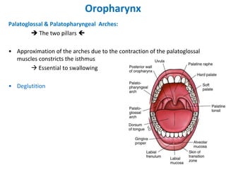 Pharynx Dr. Aylin Aktar.pdf