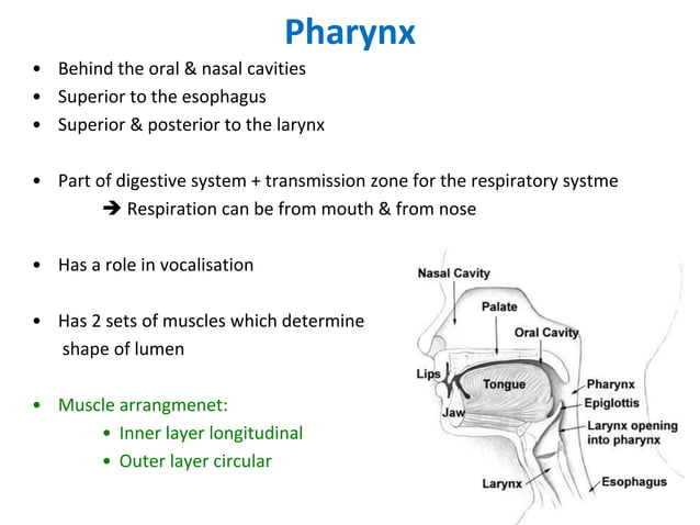 Pharynx Dr. Aylin Aktar.pdf