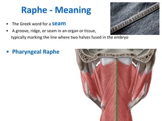 Pharynx Dr. Aylin Aktar.pdf
