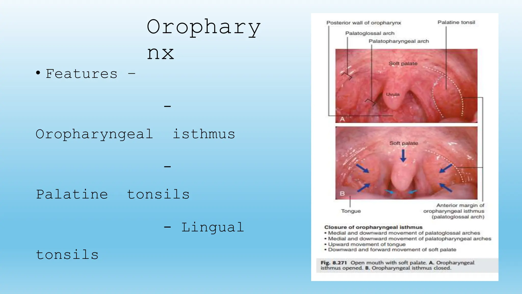 ANATOMY AND FUNCTION OF PHARYNX IN DETAIL | PPTX