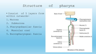 ANATOMY AND FUNCTION OF PHARYNX IN DETAIL | PPTX