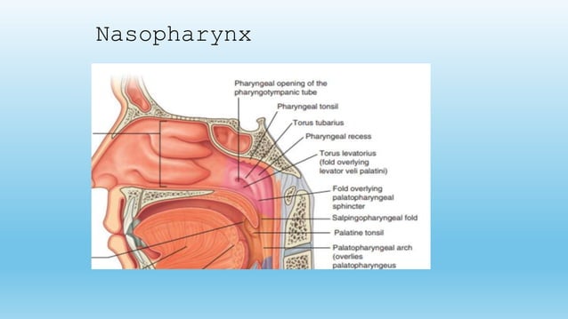 ANATOMY AND FUNCTION OF PHARYNX IN DETAIL | PPTX