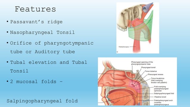 ANATOMY AND FUNCTION OF PHARYNX IN DETAIL | PPTX