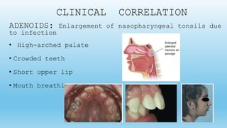 ANATOMY AND FUNCTION OF PHARYNX IN DETAIL | PPTX