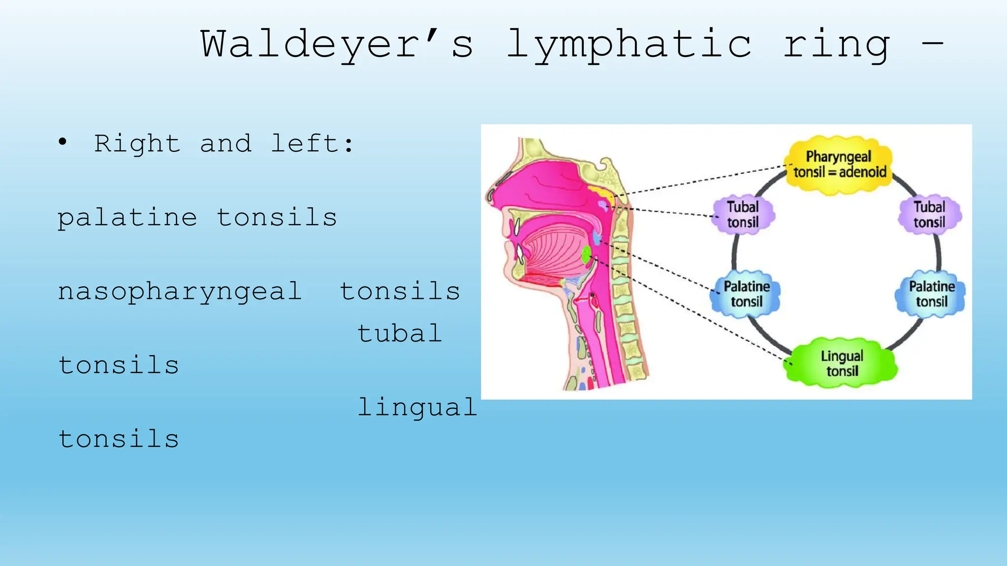ANATOMY AND FUNCTION OF PHARYNX BY DR RATI GOYAL | PPT