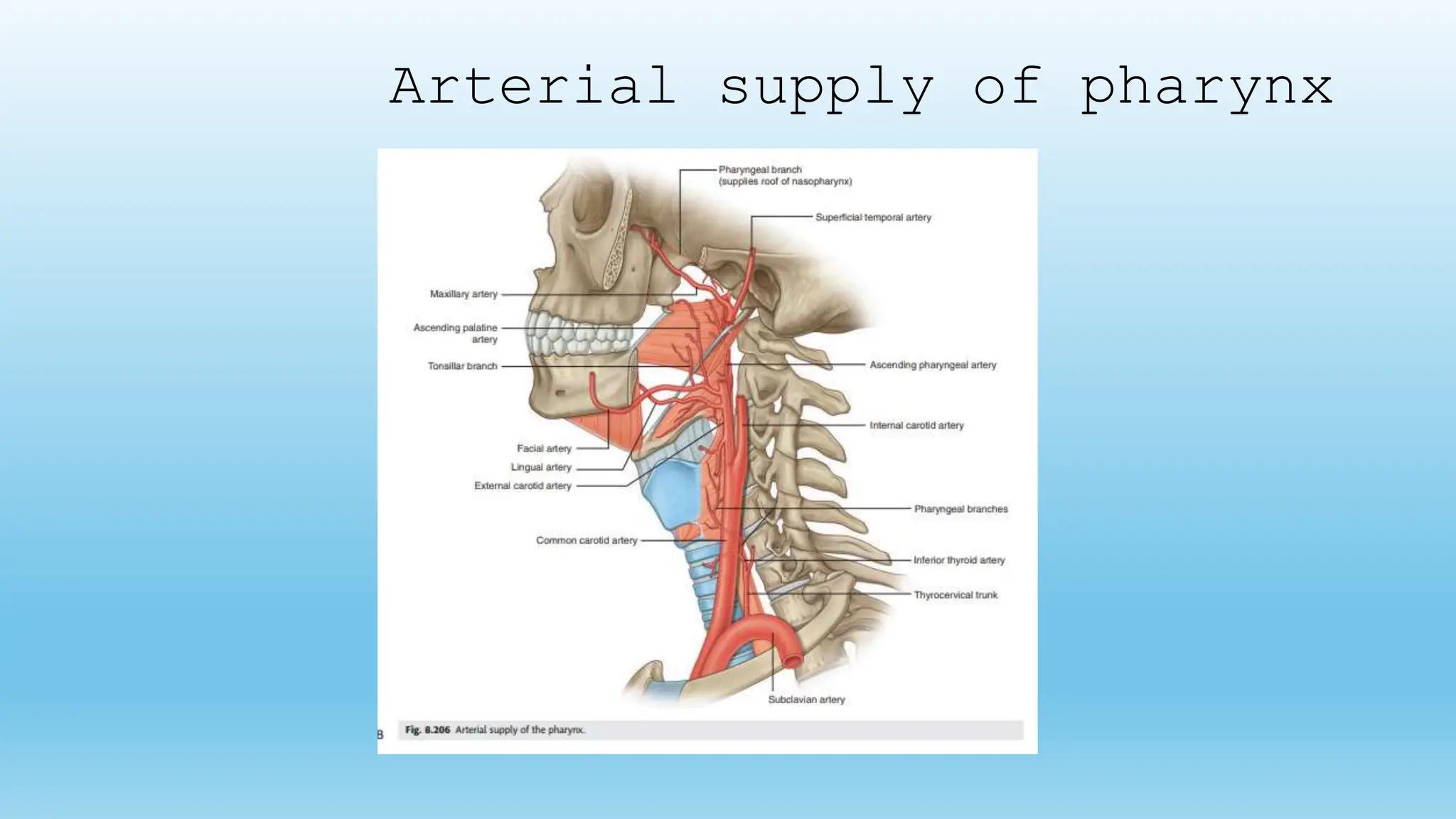 ANATOMY AND FUNCTION OF PHARYNX BY DR RATI GOYAL | PPT