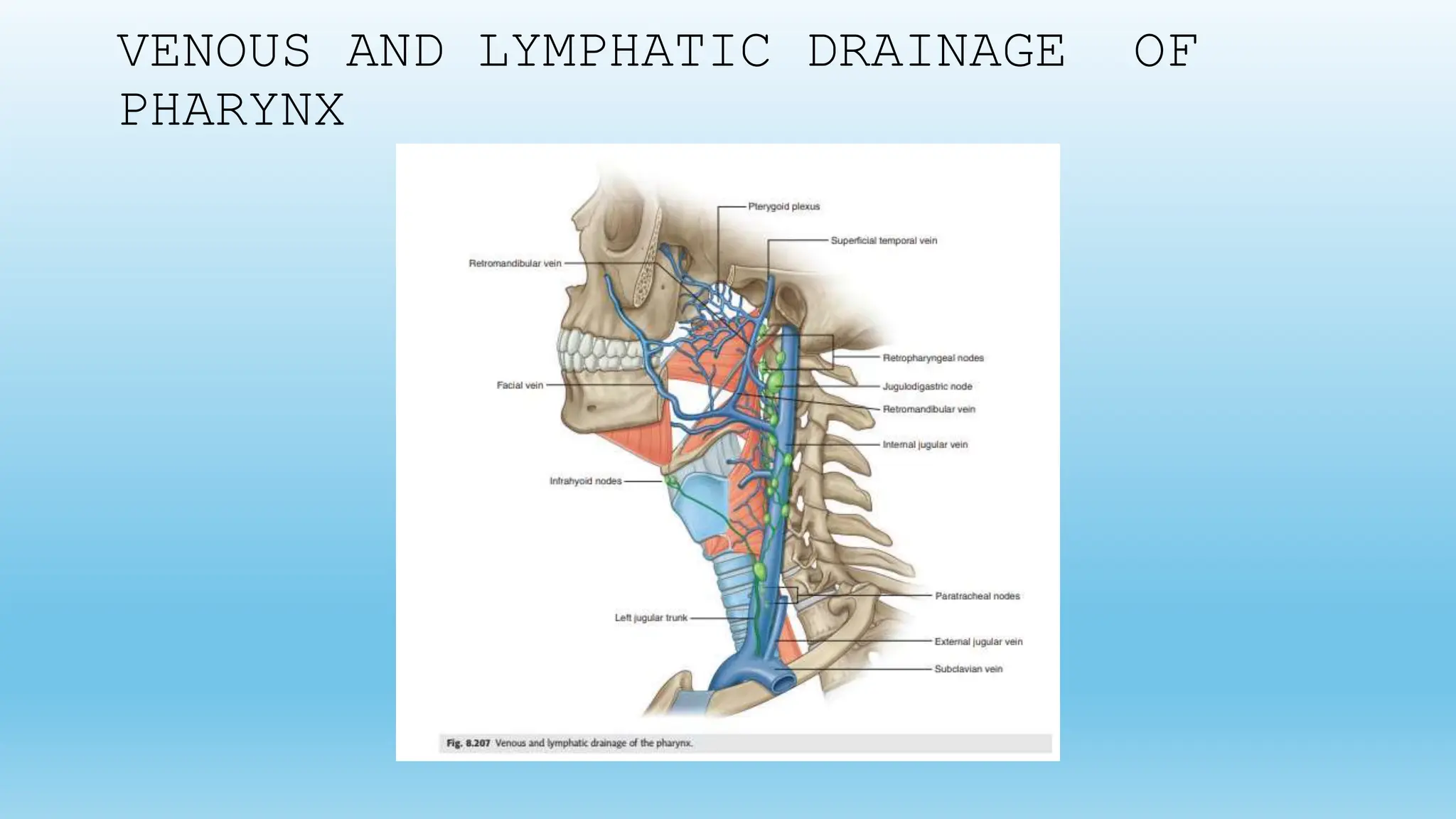ANATOMY AND FUNCTION OF PHARYNX BY DR RATI GOYAL | PPT