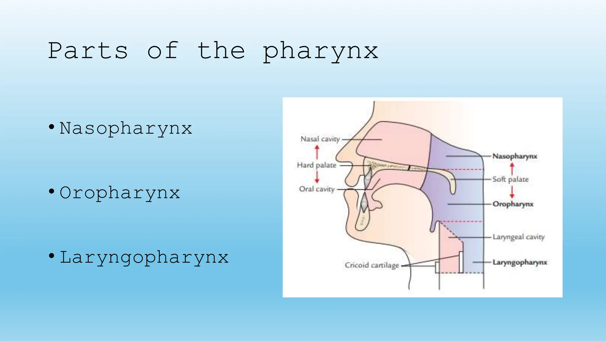 ANATOMY AND FUNCTION OF PHARYNX BY DR RATI GOYAL | PPT