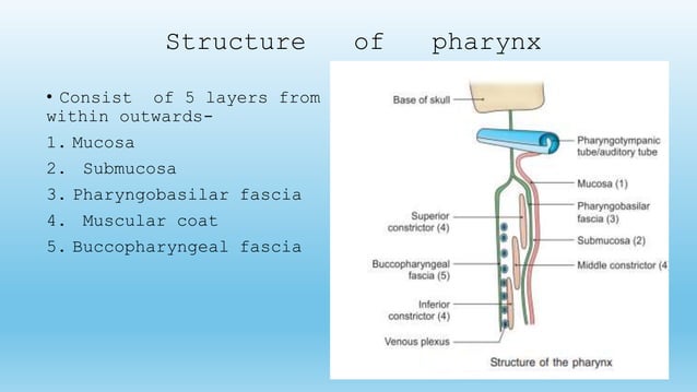 ANATOMY AND FUNCTION OF PHARYNX BY DR RATI GOYAL | PPT
