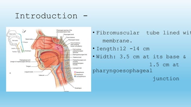 ANATOMY AND FUNCTION OF PHARYNX BY DR RATI GOYAL | PPT