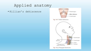 ANATOMY AND FUNCTION OF PHARYNX BY DR RATI GOYAL | PPTX
