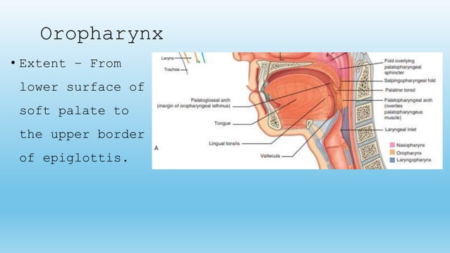 ANATOMY AND FUNCTION OF PHARYNX BY DR RATI GOYAL | PPT