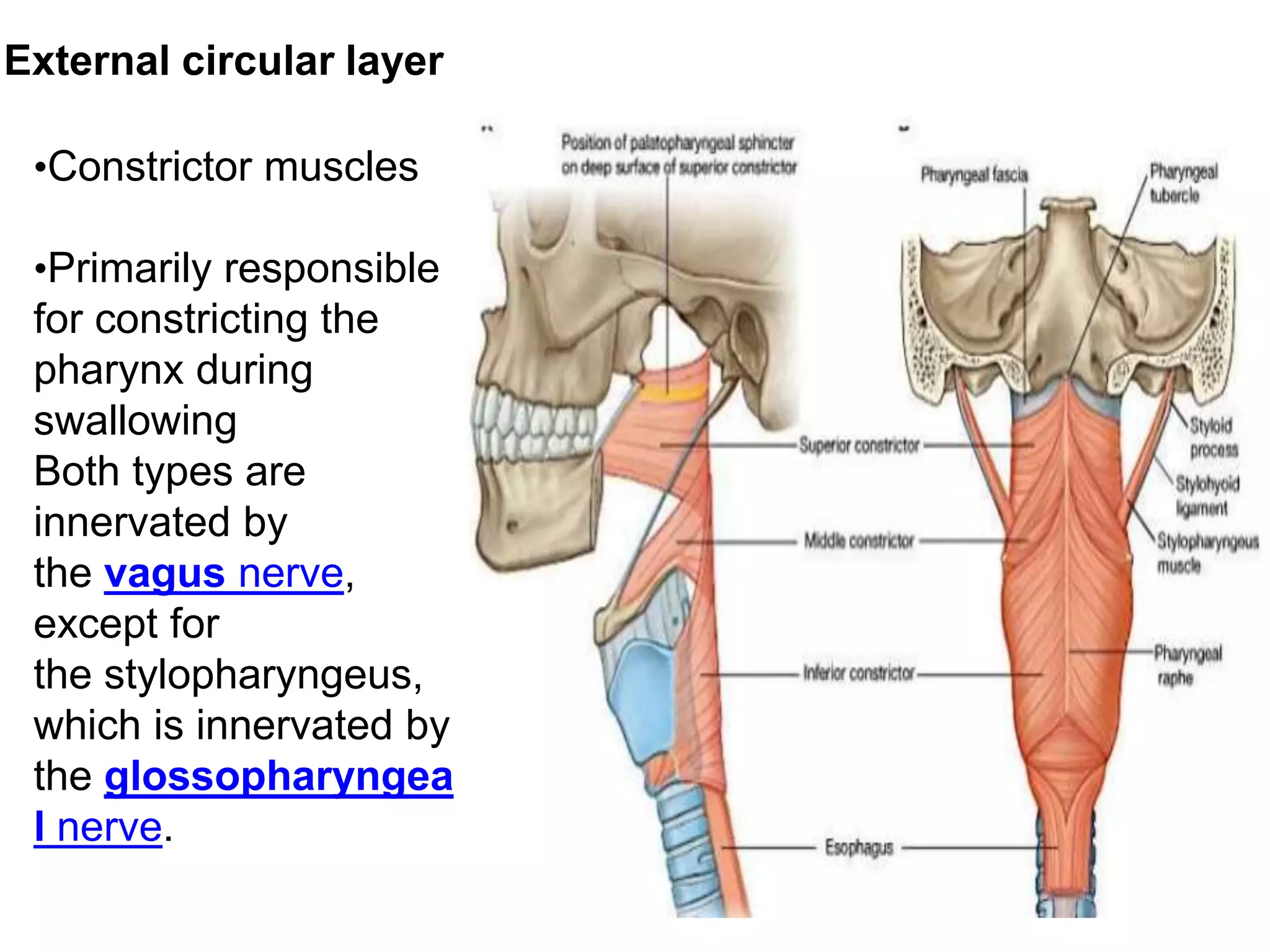 Anatomy of Pharynx & Larynx | PPTX