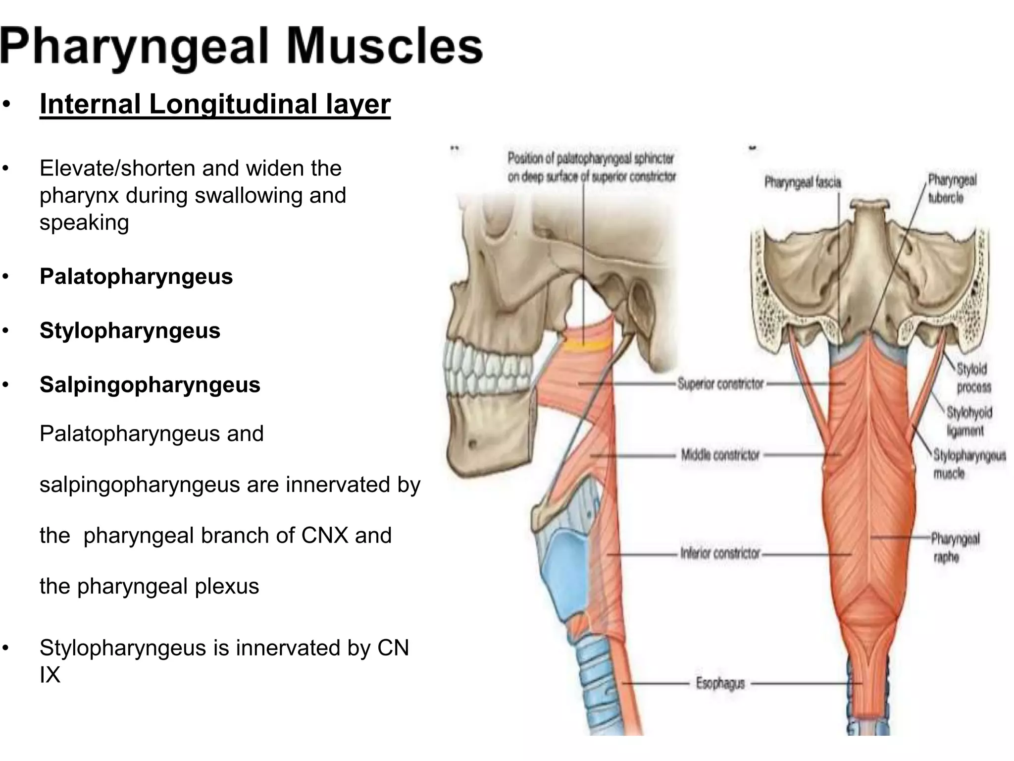Anatomy of Pharynx & Larynx | PPTX