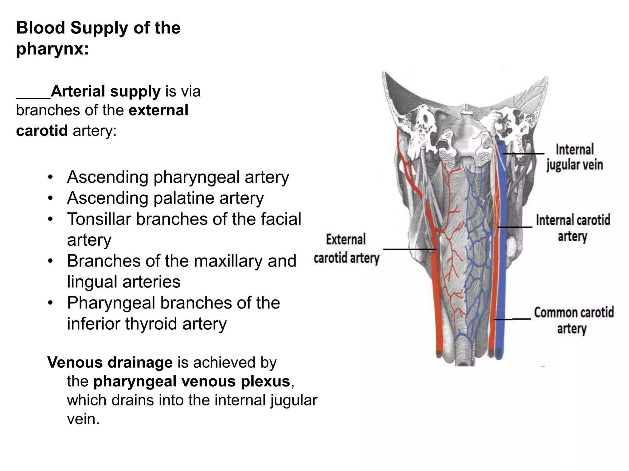 Anatomy of Pharynx & Larynx | PPTX