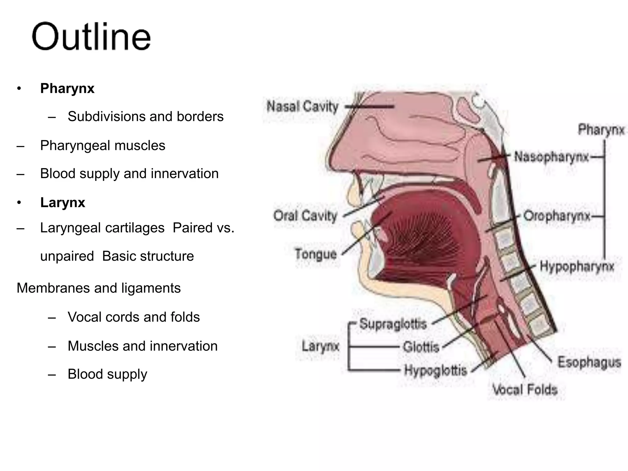Anatomy of Pharynx & Larynx | PPTX