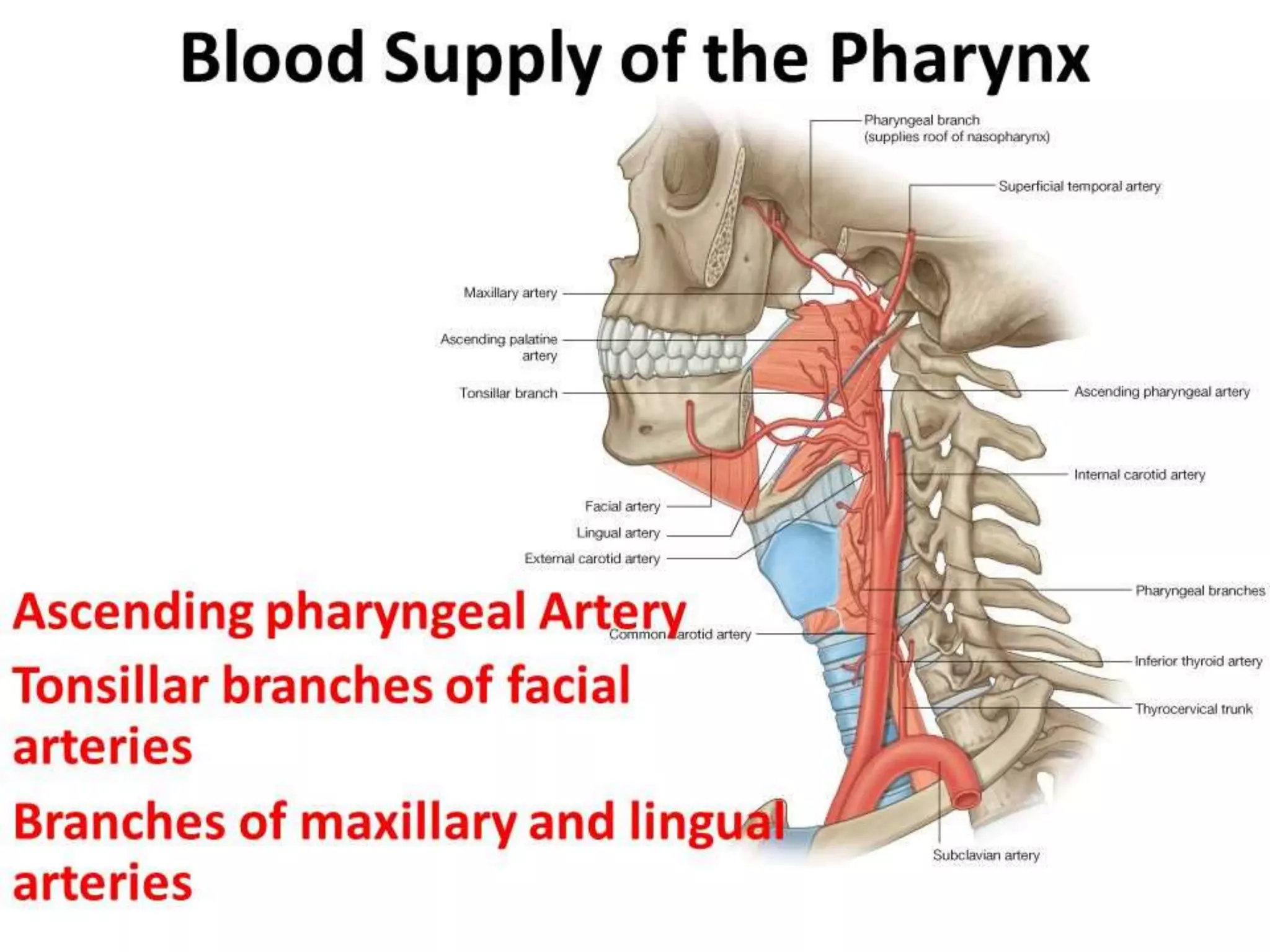 Anatomy of Pharynx & Larynx | PPTX