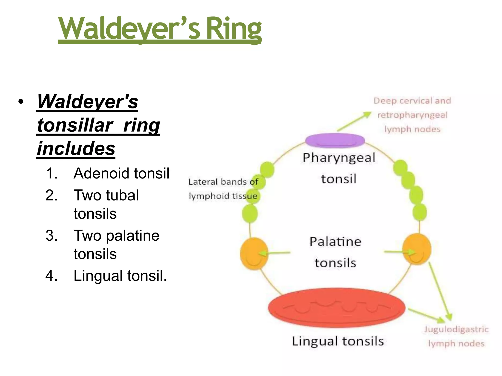 Anatomy of Pharynx & Larynx | PPTX
