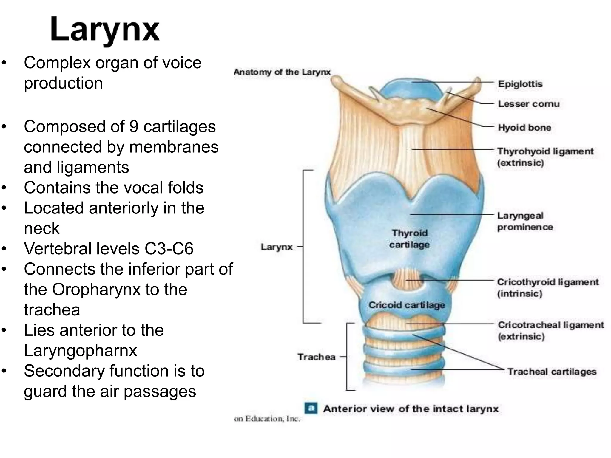 Anatomy of Pharynx & Larynx | PPTX