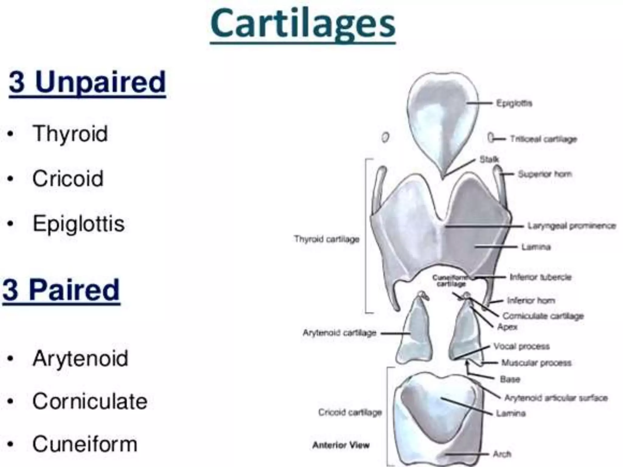 Anatomy of Pharynx & Larynx | PPTX