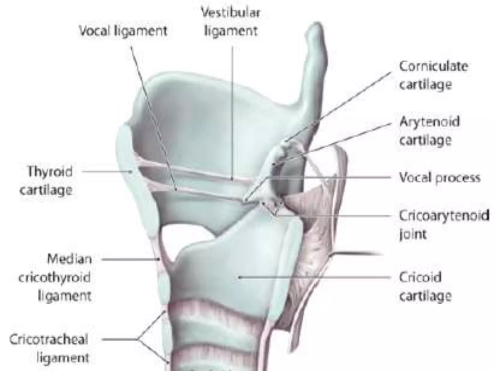 Anatomy of Pharynx & Larynx | PPTX