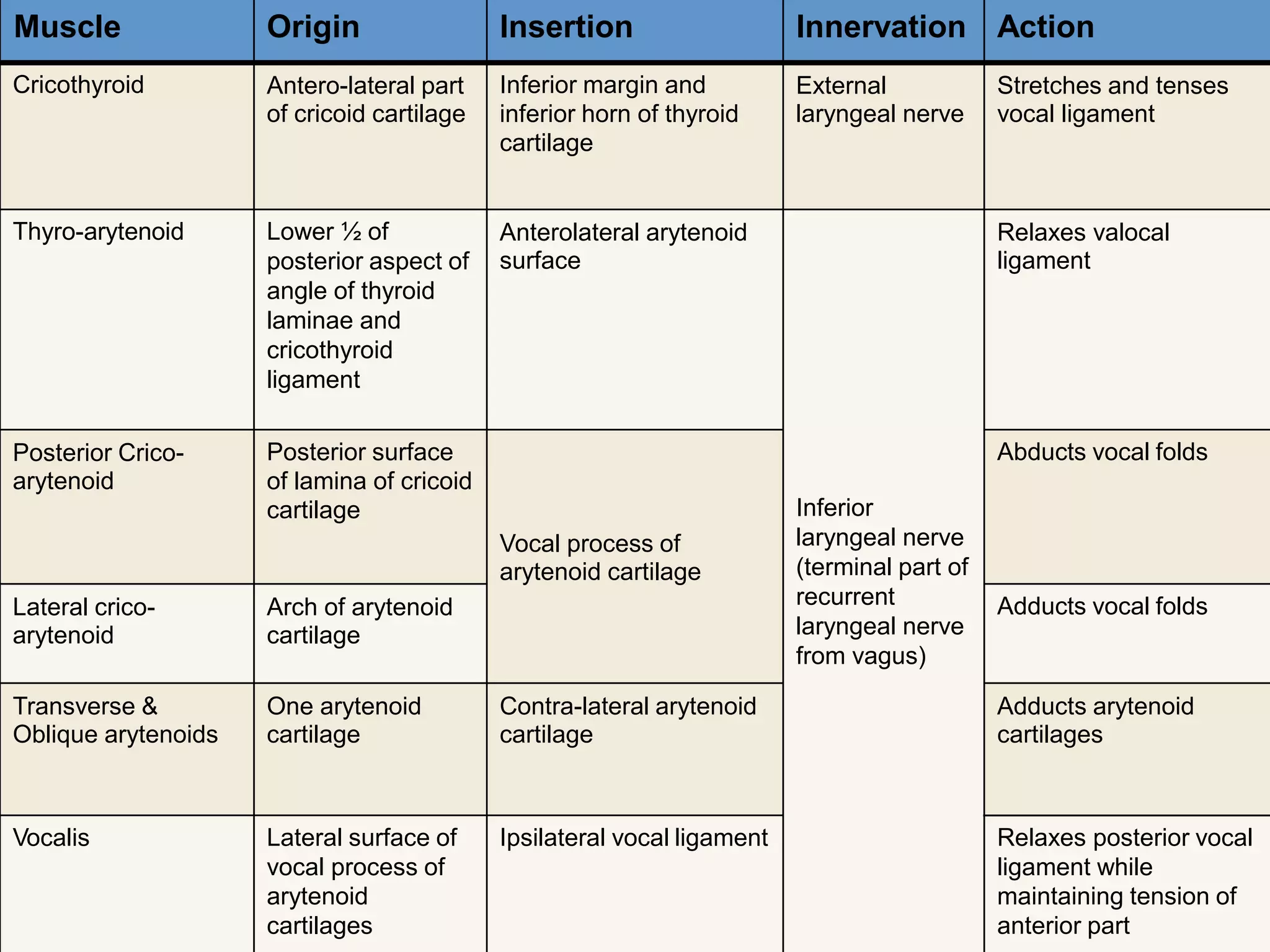 Anatomy of Pharynx & Larynx | PPTX