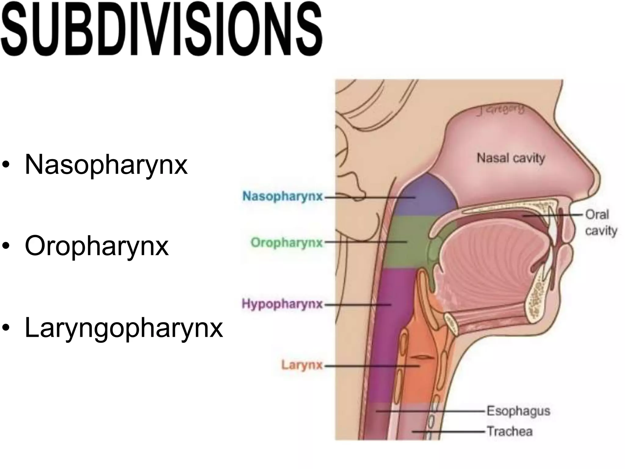 Anatomy of Pharynx & Larynx | PPTX