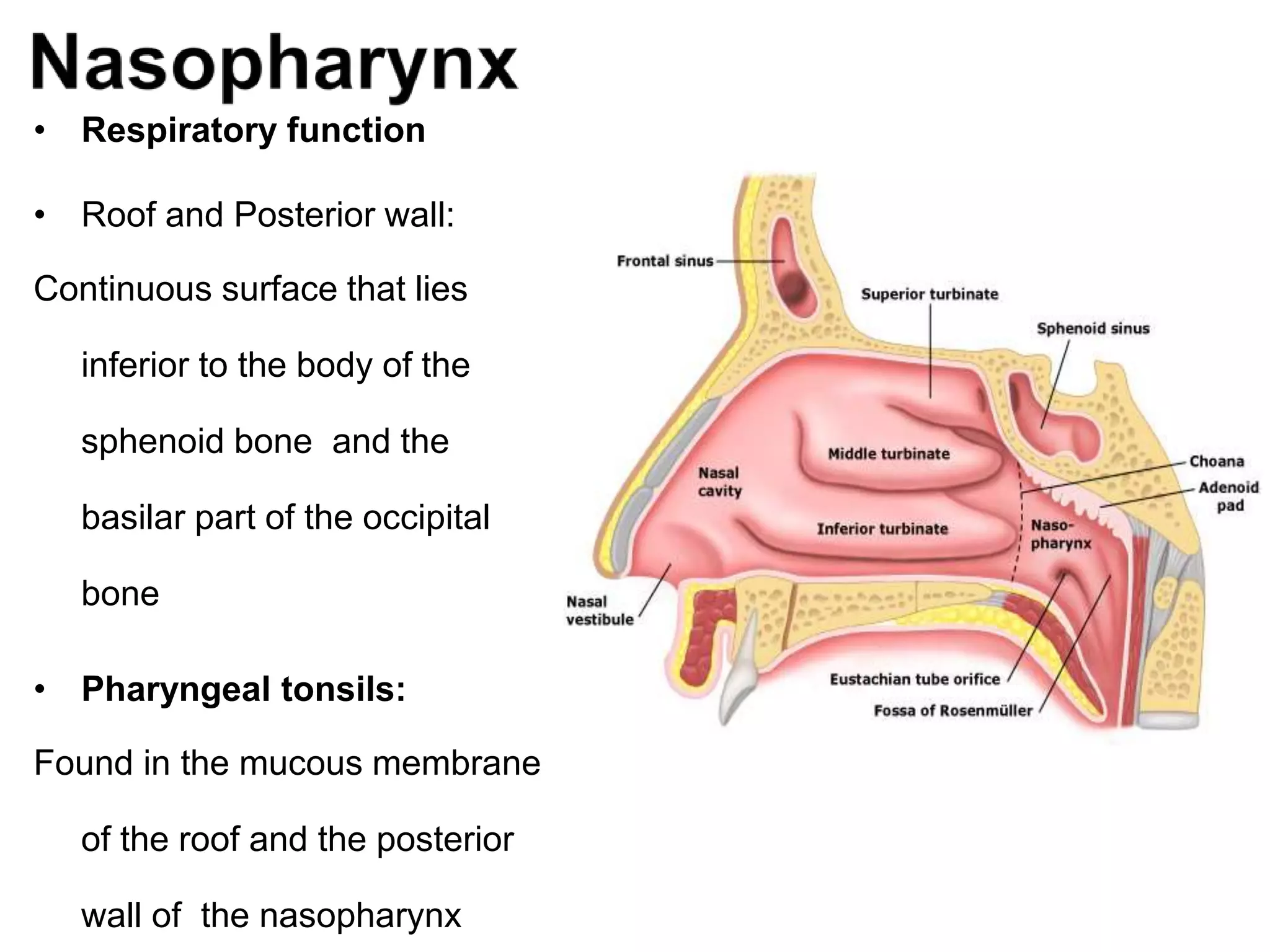 Anatomy of Pharynx & Larynx | PPTX