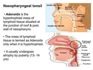 Anatomy of Pharynx & Larynx | PPTX