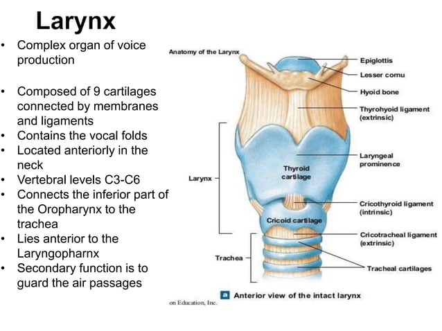Anatomy of Pharynx & Larynx | PPTX | Ear, Nose and Throat Conditions ...