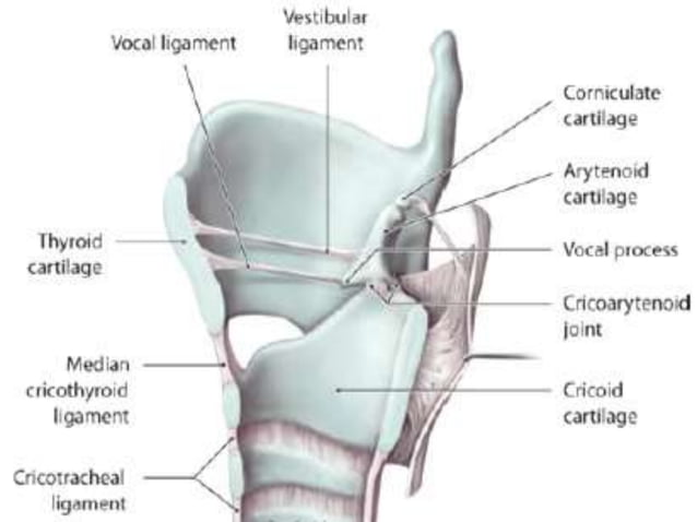 Anatomy of Pharynx & Larynx | PPTX | Ear, Nose and Throat Conditions ...