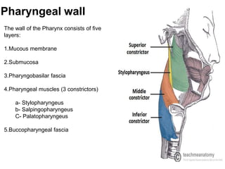 Anatomy of Pharynx & Larynx | PPTX