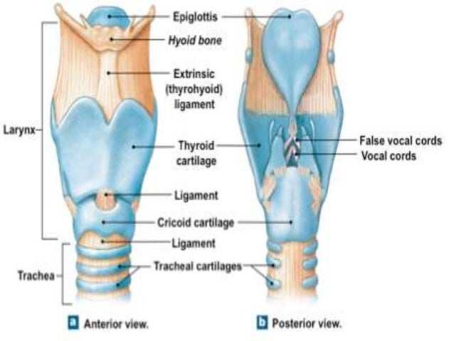 Anatomy of Pharynx & Larynx
