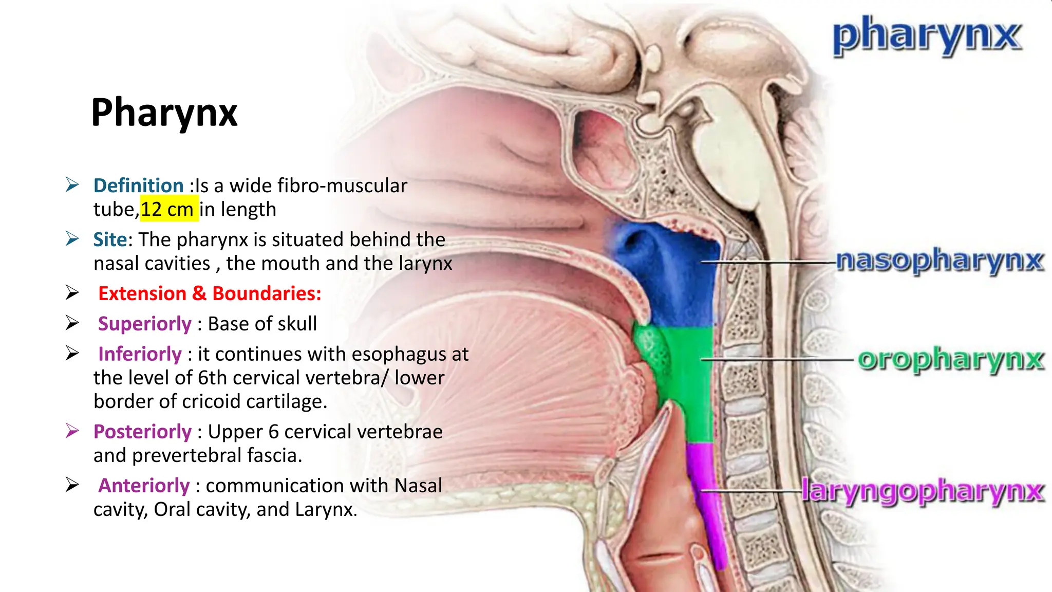 lecture of Pharynx ( Nasopharynx ) faculty f medicine.pdf