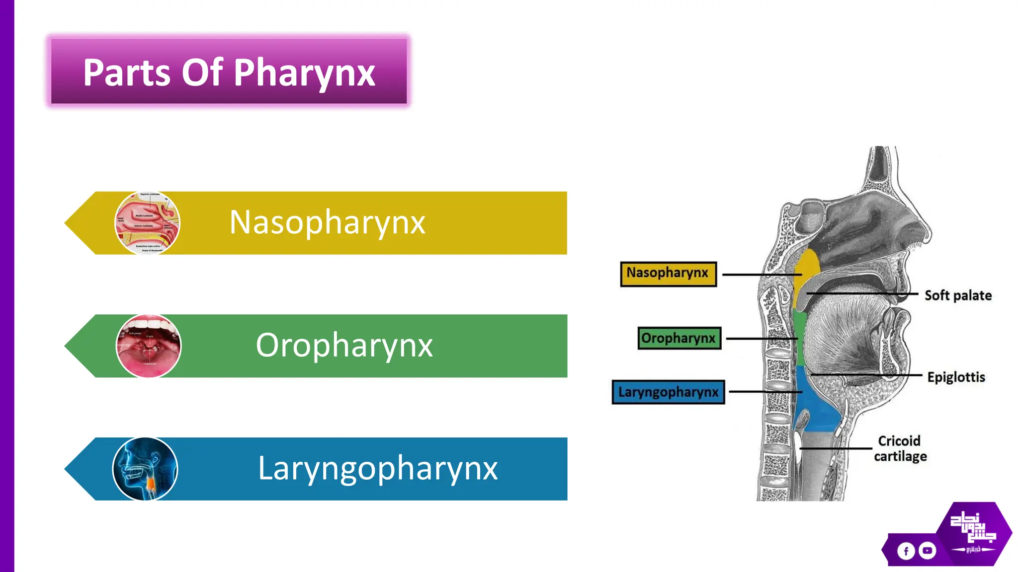 lecture of Pharynx ( Nasopharynx ) faculty f medicine.pdf