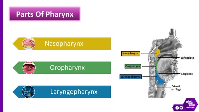 lecture of Pharynx ( Nasopharynx ) faculty f medicine.pdf