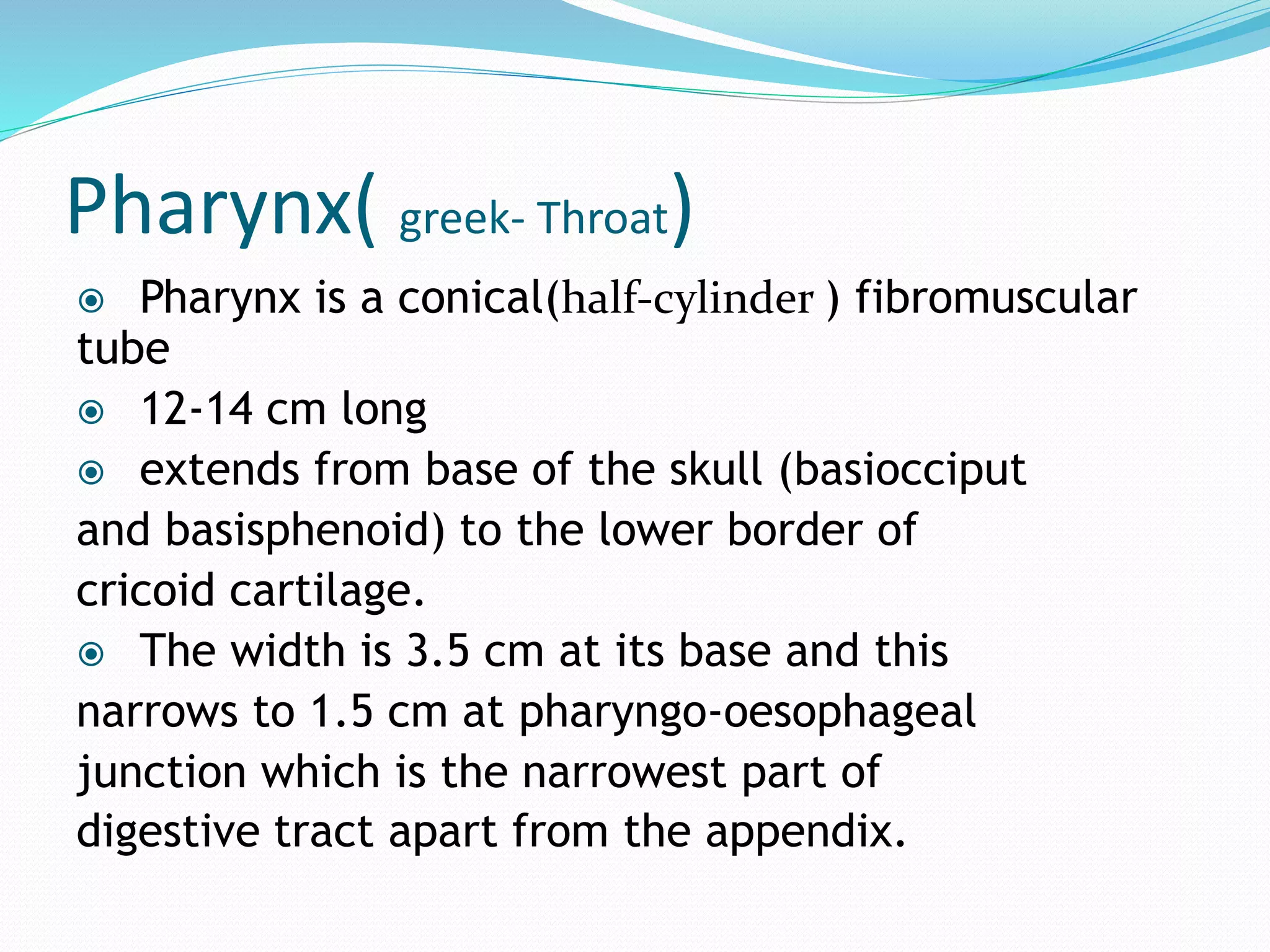 Pharynx Anatomy and physiology | PPTX